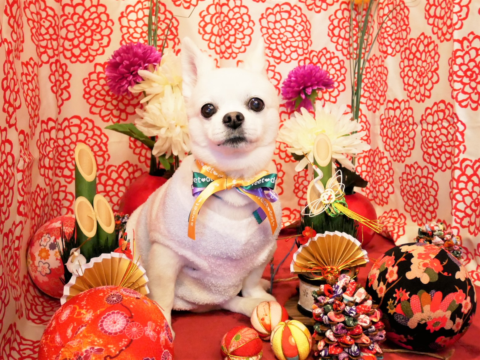 むっくくん | 栃木県宇都宮市のトリミングサロン Sweet Dog's