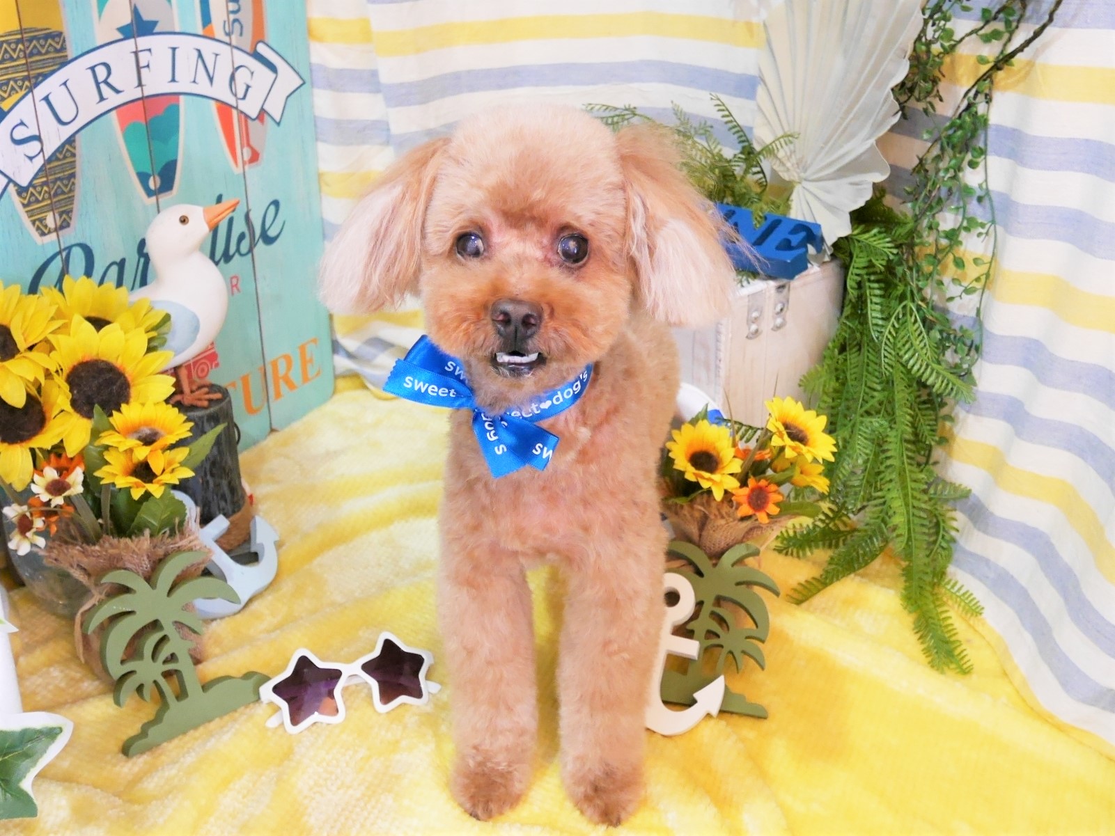 ティアラちゃん | 栃木県宇都宮市のトリミングサロン Sweet Dog's