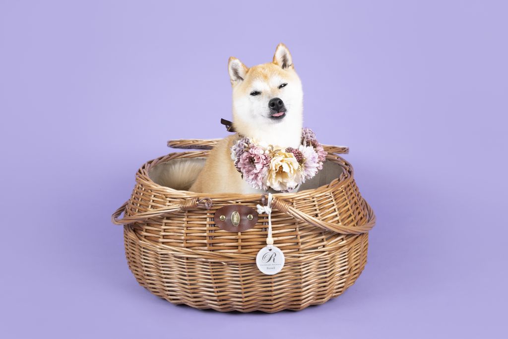 お正月休みの休業中の保護犬支援物資お預かりについて | 栃木県宇都宮市のトリミングサロン Sweet Dog's